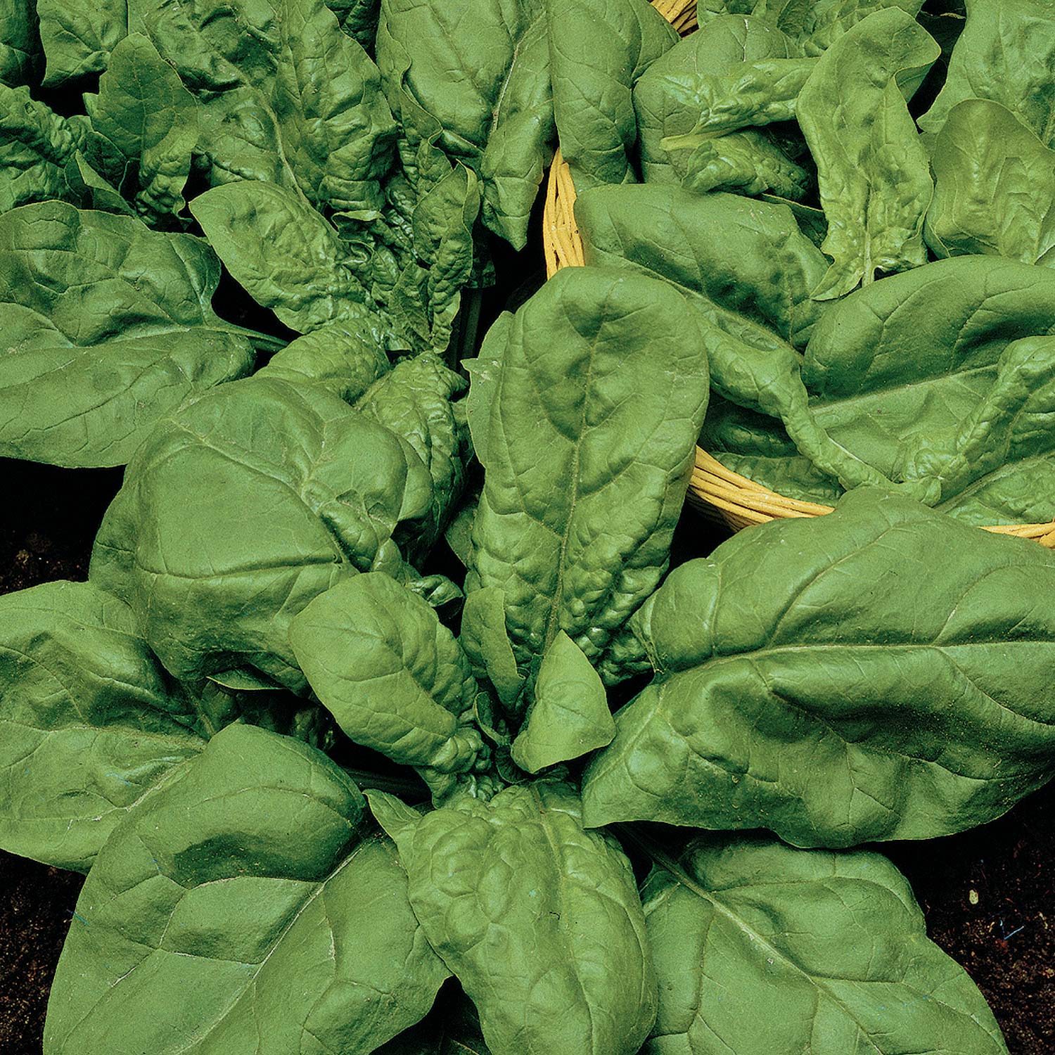 Lagos F1 Spinach : buy Lagos F1 Spinach