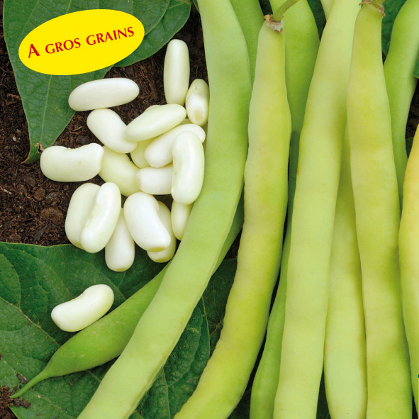 Dry Shelling Bean 'Lingot' : buy Dry Shelling Bean 'Lingot'