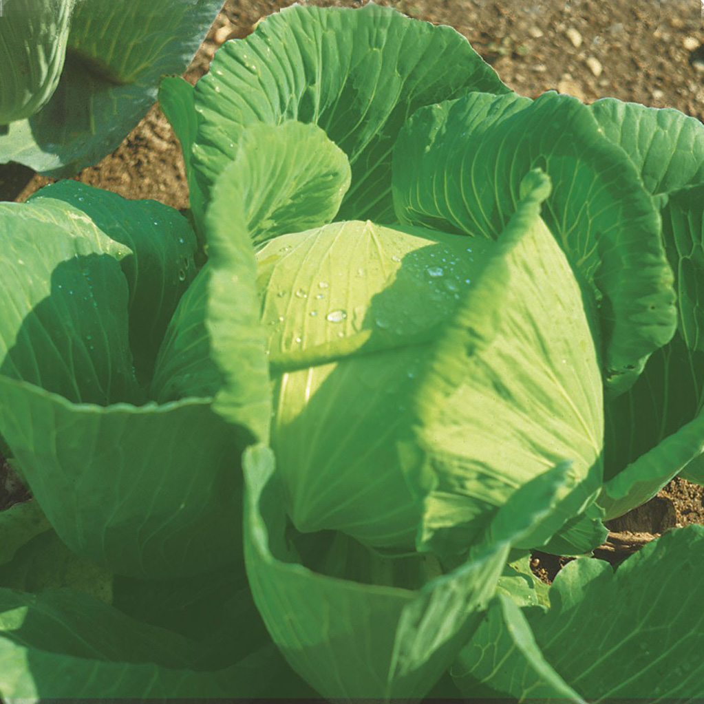 Brunswick Cabbage : buy Brunswick Cabbage