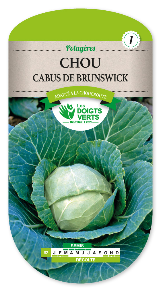 Brunswick Cabbage : buy Brunswick Cabbage
