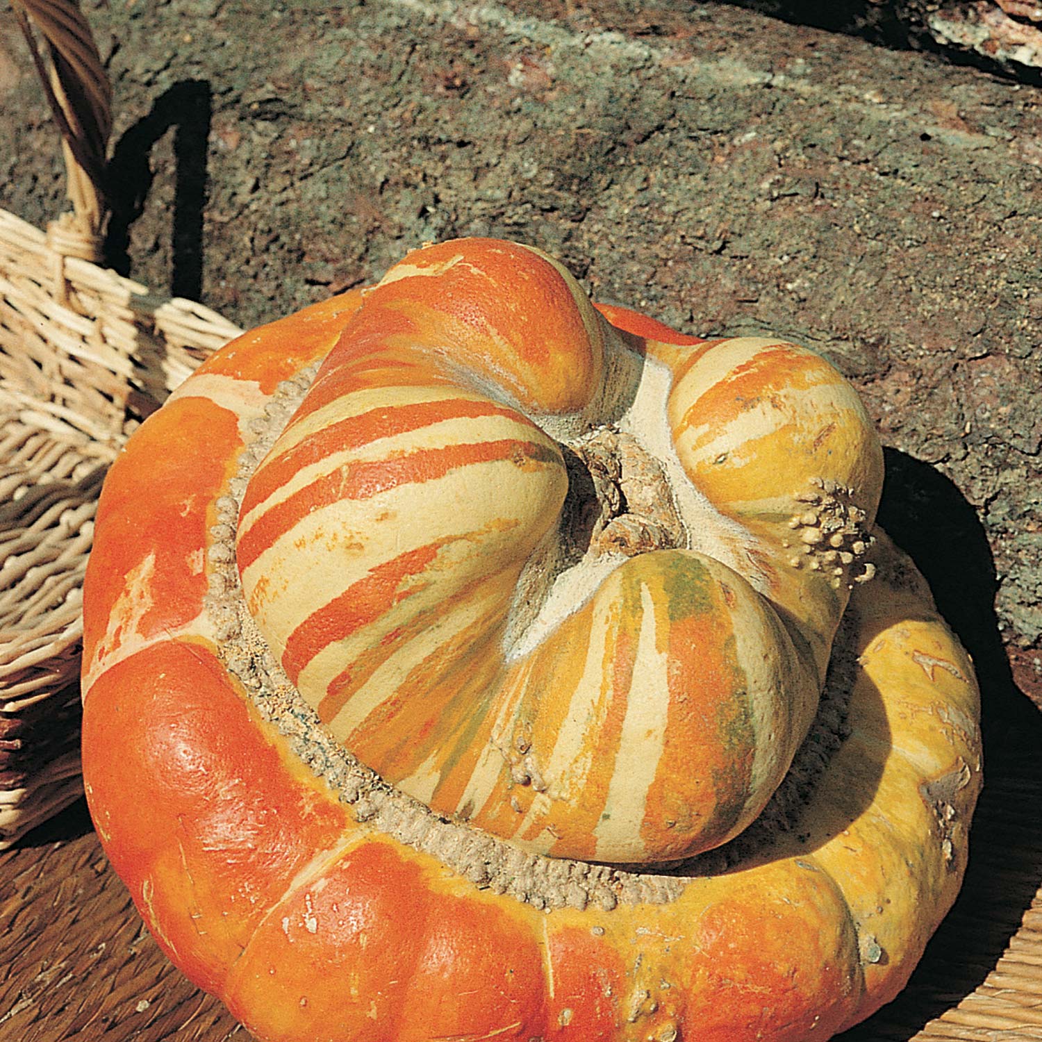 Squash Turk's Turban (Giraumon) : buy Squash Turk's Turban (Giraumon)