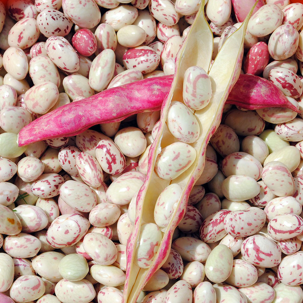 Dry Shelling Bean 'Coco rose de Prague' : buy Dry Shelling Bean 'Coco ...