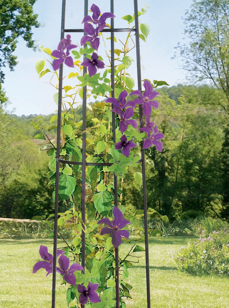 Obelisk Garden Trellis - 200 cm : buy Obelisk Garden Trellis - 200 cm