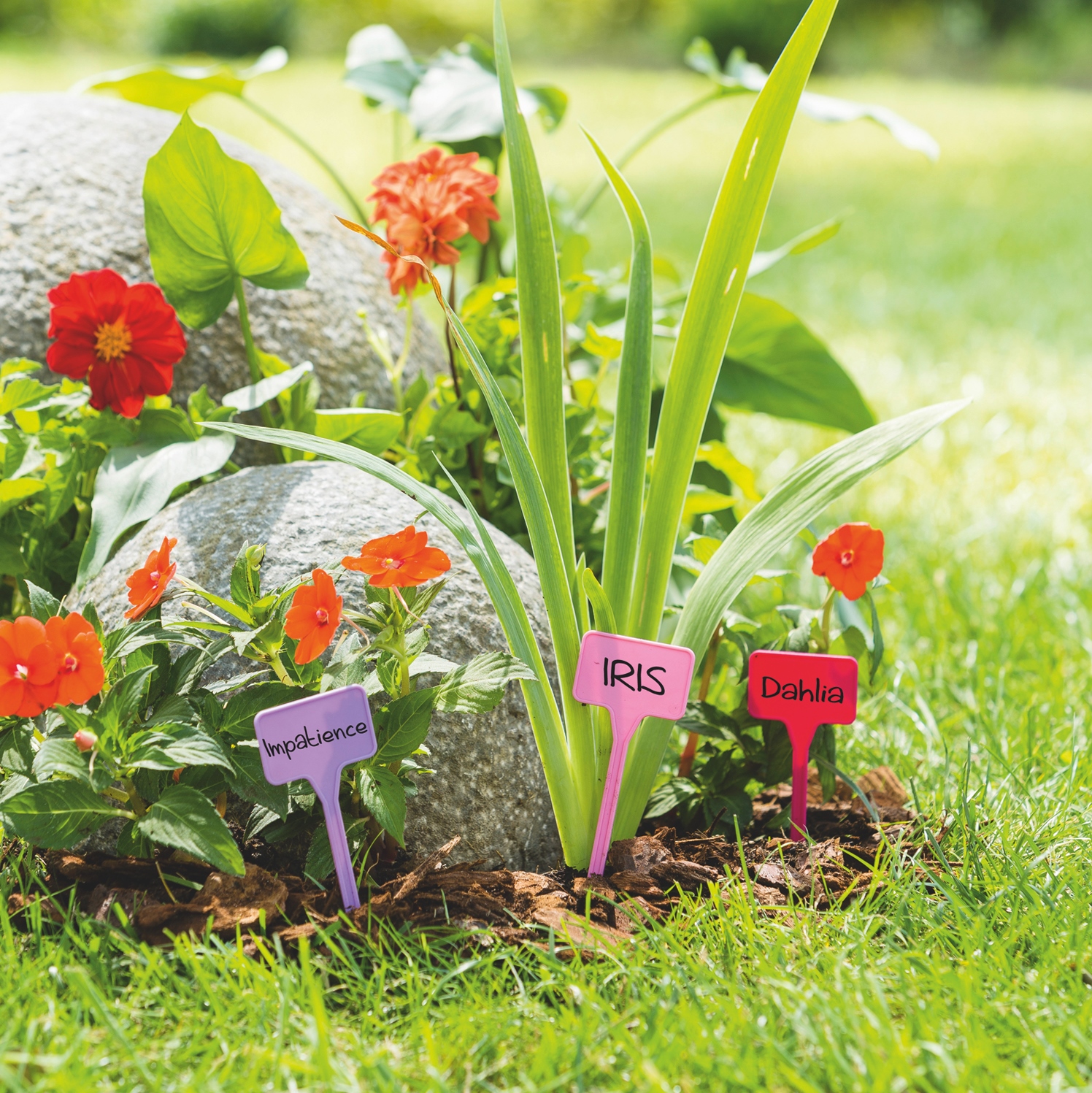 T Labels for Plants - 4 colours : buy T Labels for Plants - 4 colours