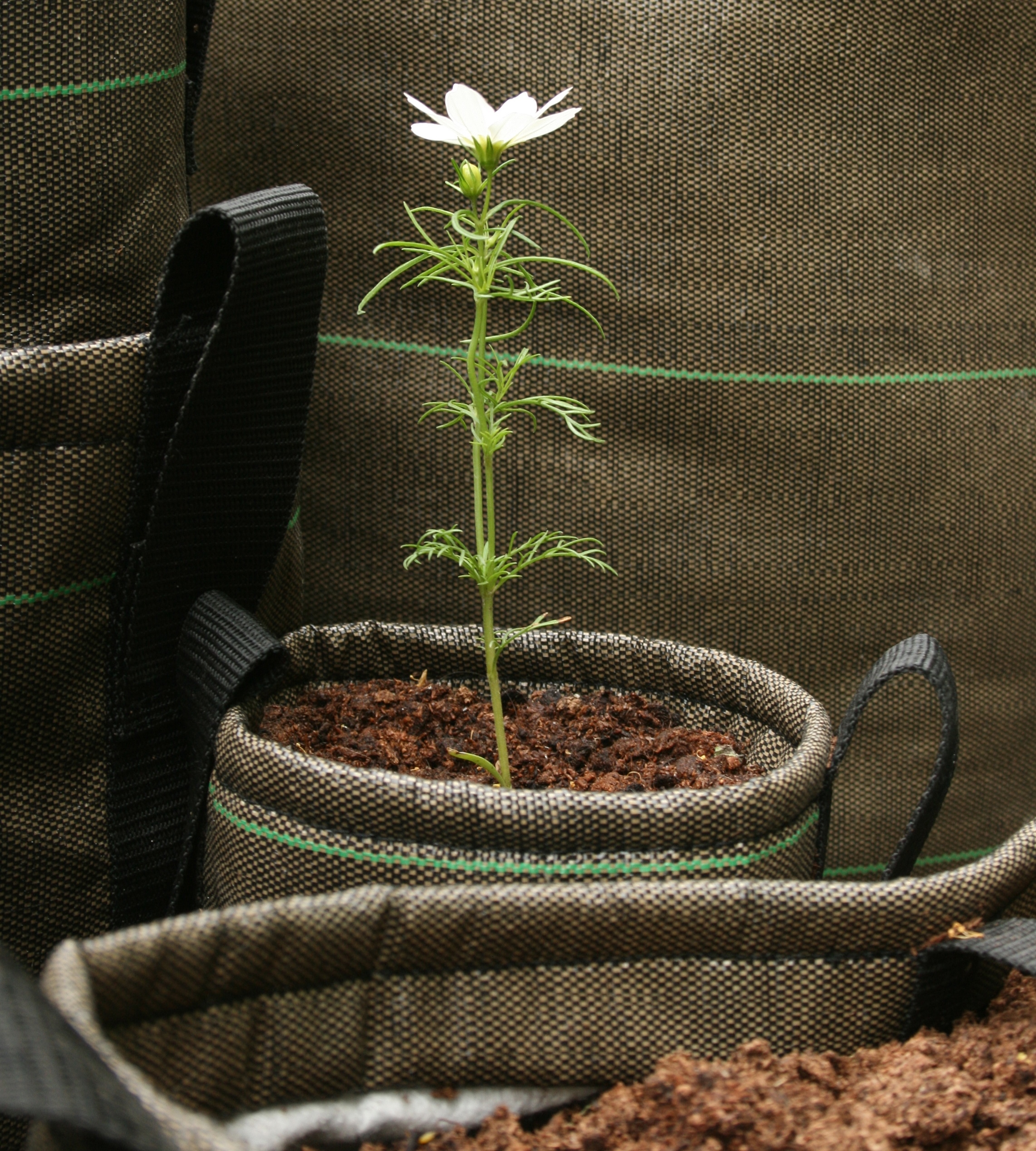 Geotextile Pot 25L - Bacsac : buy Geotextile Pot 25L - Bacsac