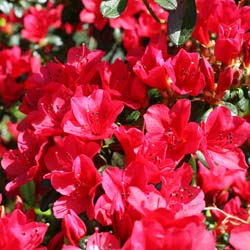 Azalea 'Ward's Ruby' : buy Azalea 'Ward's Ruby' / Azalea japonica Ward ...