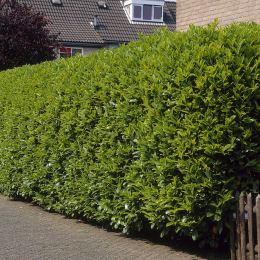 Laurel, common : buy Laurel, common / Prunus laurocerasus Rotundifolia