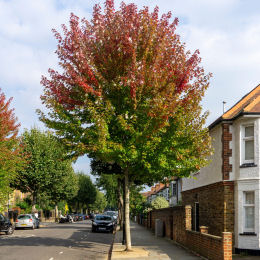 Maple, Freeman : buy Maple, Freeman / Acer freemanii