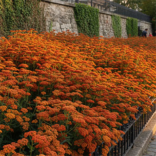Yarrow, orange : buy Yarrow, orange / Achillea millefolium flammea