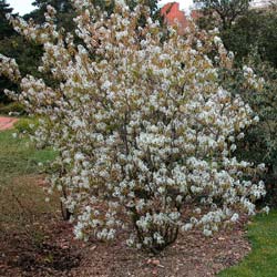 Serviceberry, canadian : buy Serviceberry, canadian / Amelanchier ...