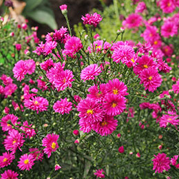 Bushy Aster, Red : buy Bushy Aster, Red / Aster dumosus rubra