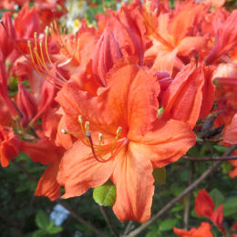 Azalea mollis 'Hotspur Red' : buy Azalea mollis 'Hotspur Red' / Azalea ...