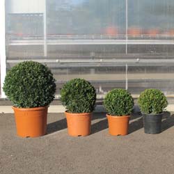Box, ball : buy Box, ball / Buxus boule ball bola