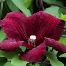 Clematis 'Rouge cardinal' : buy Clematis 'Rouge cardinal' / Clematis ...