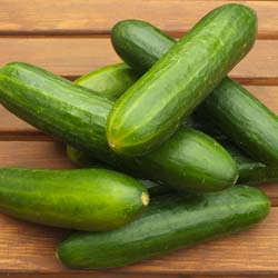 Cucumber Raider hyb. F1 : buy Cucumber Raider hyb. F1