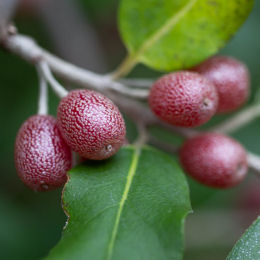 Elaeagnus, red Goumi : buy Elaeagnus, red Goumi / Elaeagnus umbellata ...