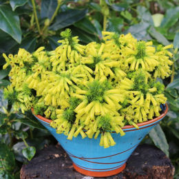 Heath, Dwarf Limoncello : buy Heath, Dwarf Limoncello / Erica nana ...