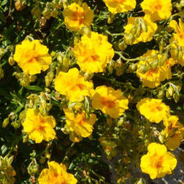 Rock Rose, Yellow : buy Rock Rose, Yellow / Helianthemum lutea