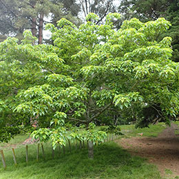 Igiri tree : buy Igiri tree / Idesia polycarpa