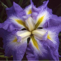 Iris Japanese water Iris Perennial plants