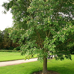 Amur Maackia : buy Amur Maackia / Maackia amurensis