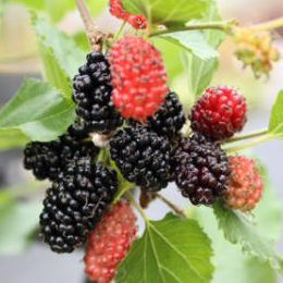 Mulberry, Dwarf 'Mojo Berry' : buy Mulberry, Dwarf 'Mojo Berry' / Morus ...