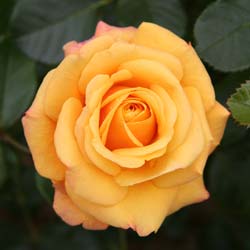 In stock Roses - Buy Online
