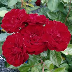 Roses named after famous people