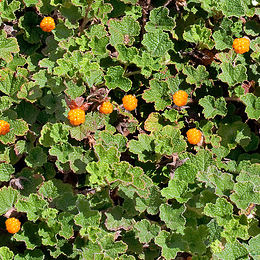 Raspberry Orange Creeping : buy Raspberry Orange Creeping / Rubus ...