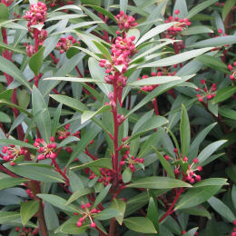 Pepper, Mountain : buy Pepper, Mountain / Tasmannia lanceolata, Drimys ...